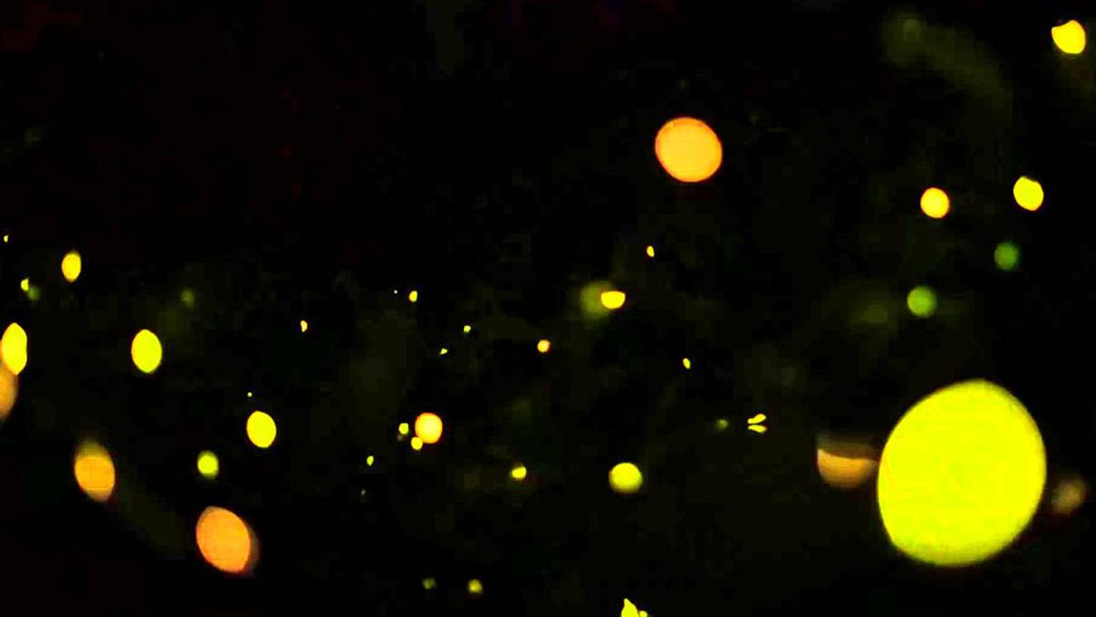 Flashing together: when fireflies meet LEDs, the result is a beautiful ...