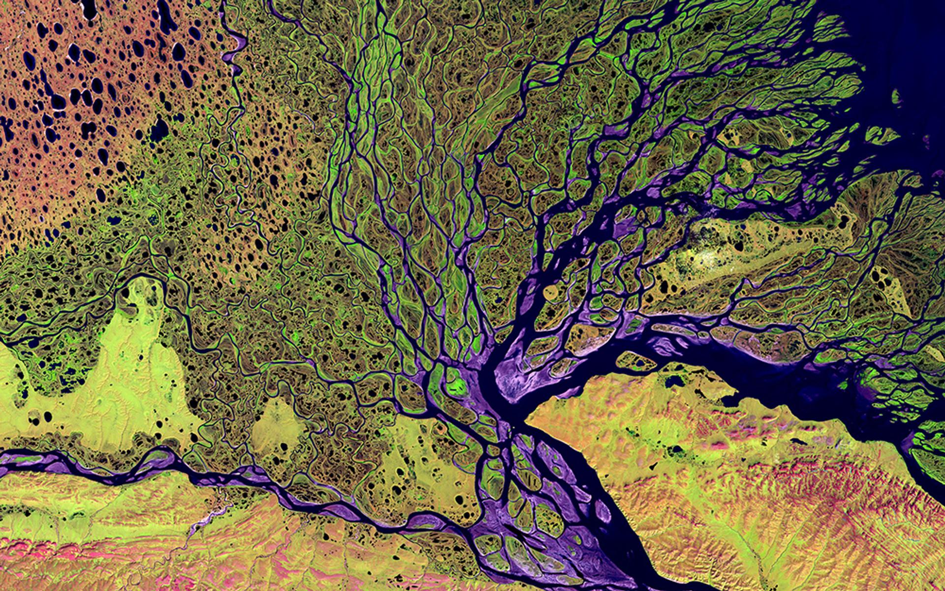 Human evolution is more a muddy delta than a branching tree | Aeon Ideas