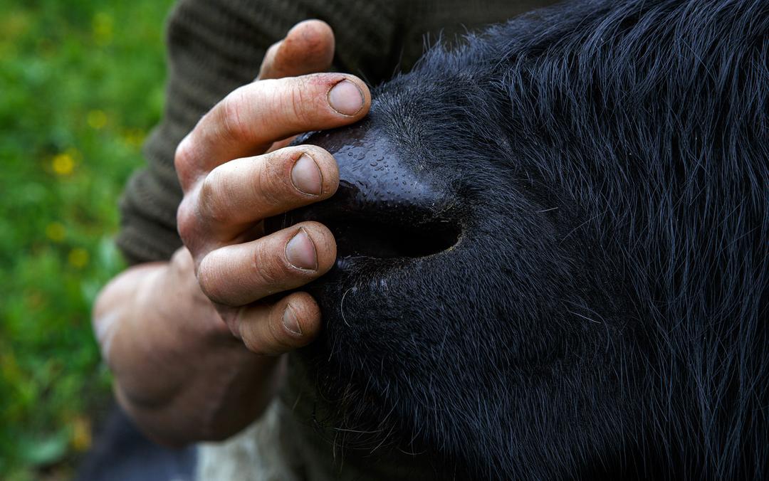 On the shared genetic memories between us, the cat and the fly | Aeon ...