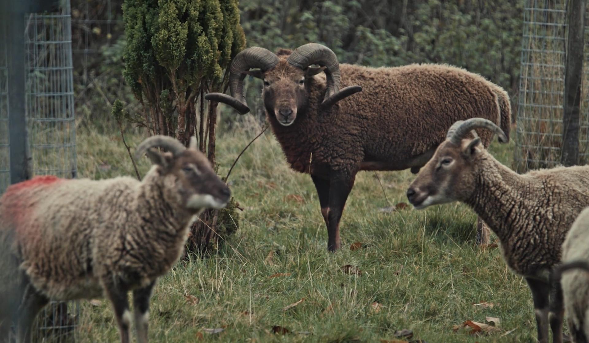 Society — Animals and humans | Aeon