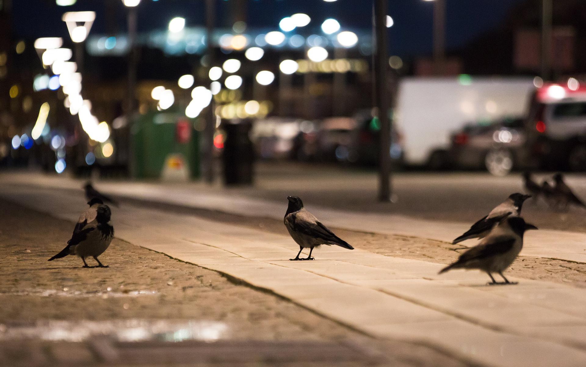How city birds evolved to be smarter than rural birds | Aeon Essays