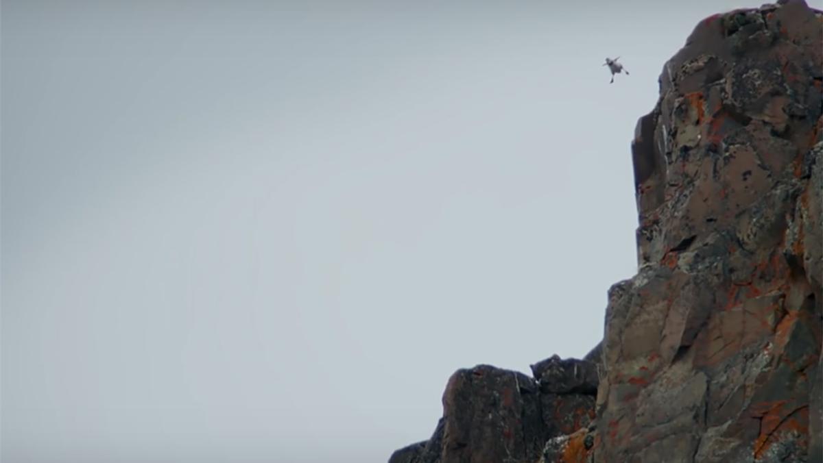 The only way to survive for newborn barnacle geese is to dive off a ...