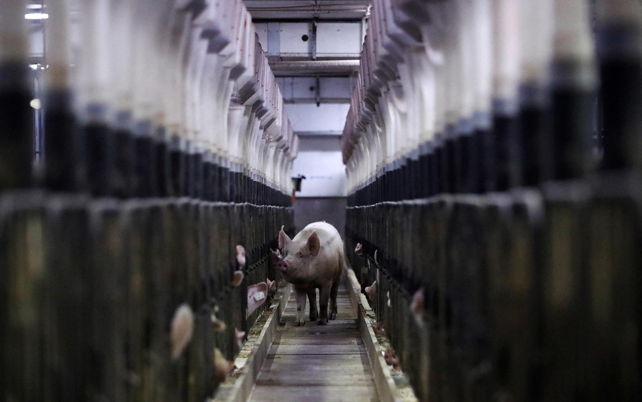 Society — Animals and humans | Aeon