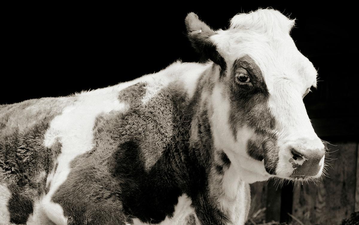 Why Korsgaard’s Kantian argument about animals doesn’t work | Aeon Essays