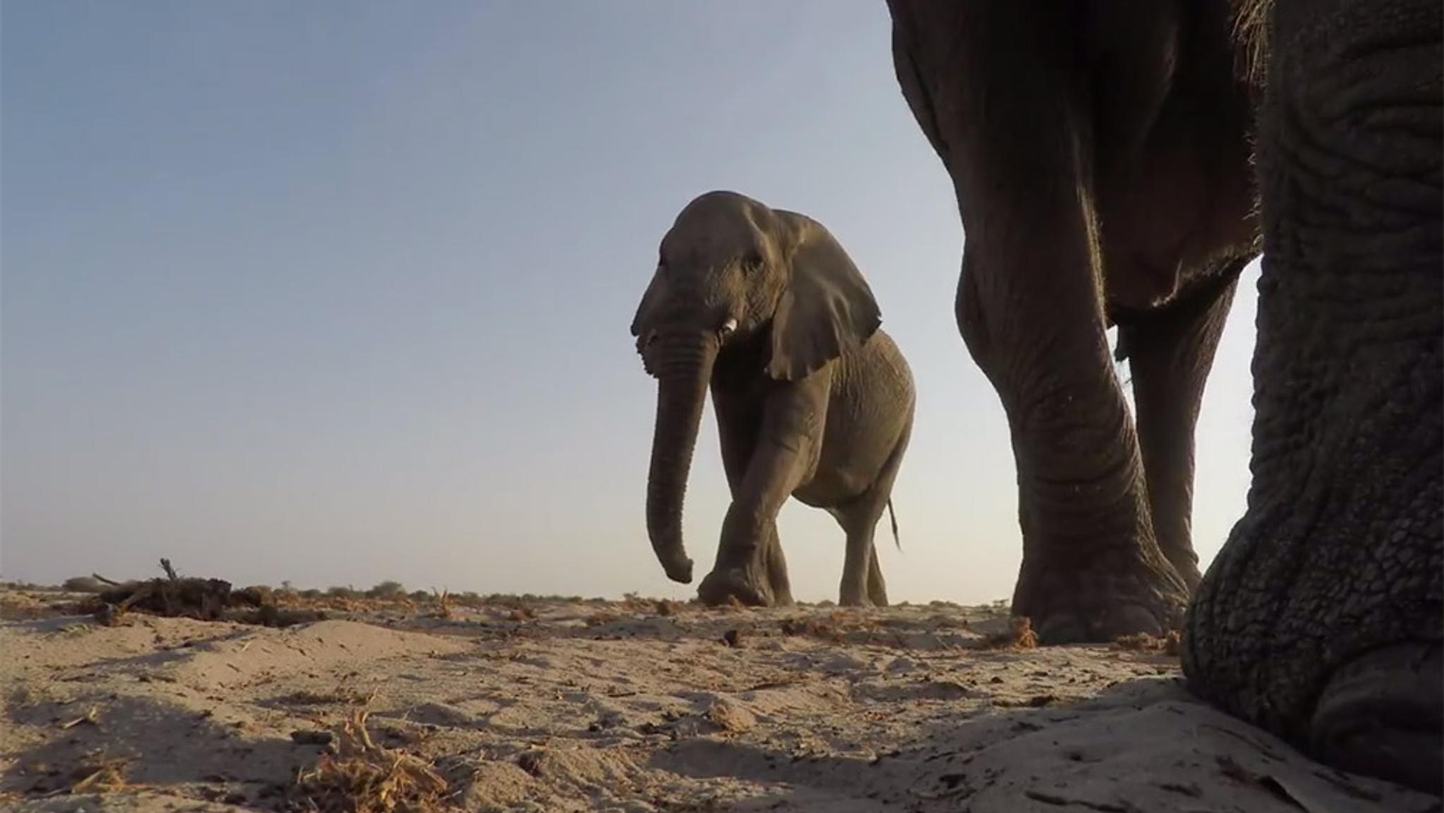 The ‘seismic communication’ of elephants treads a fine line between ...