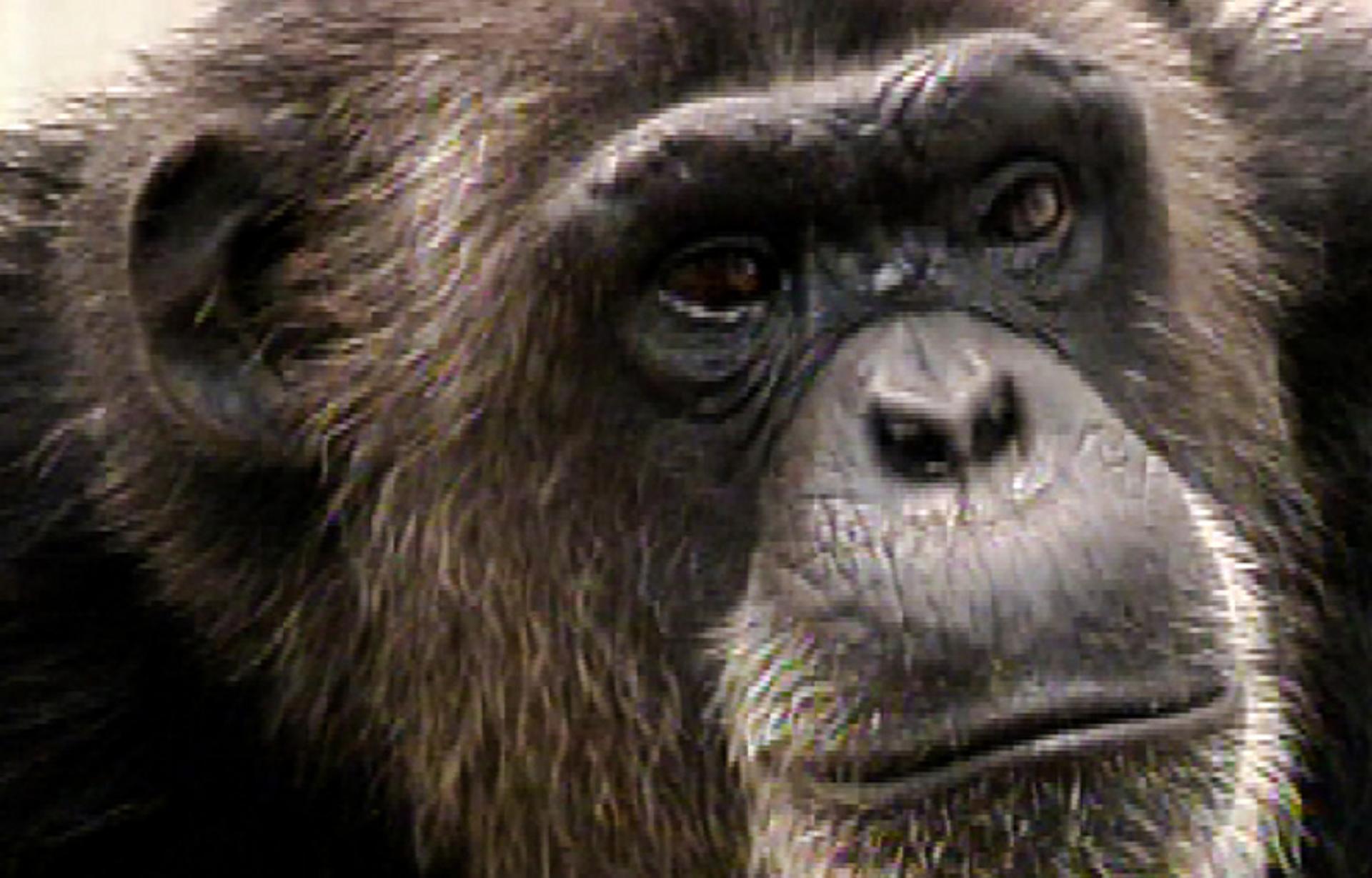 How Clint the chimp revised theories of language and cognition | Aeon ...