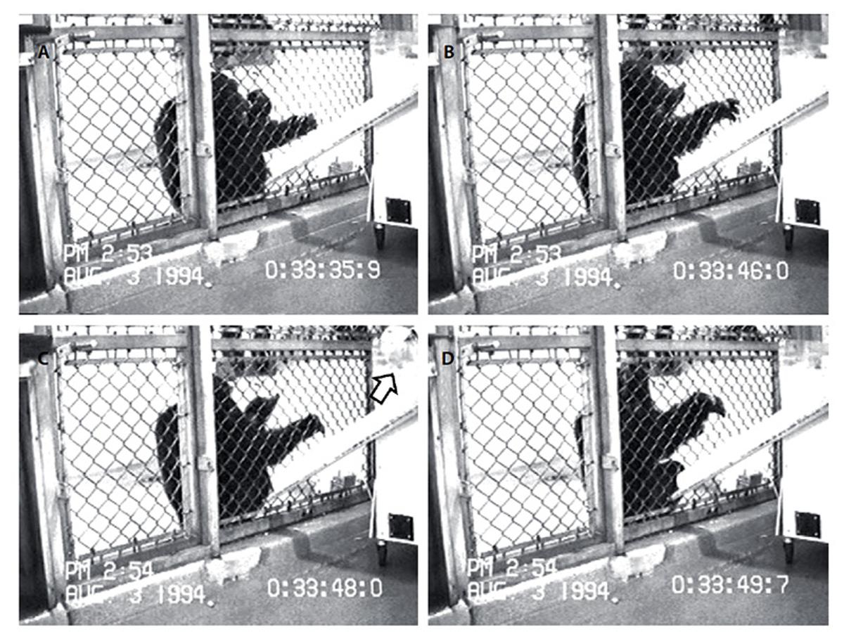 How Clint the chimp revised theories of language and cognition | Aeon ...