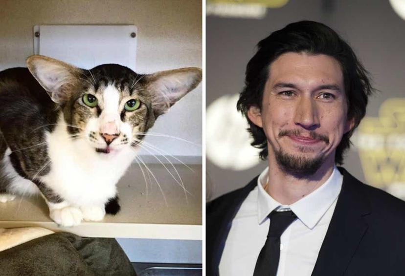 For Henri Bergson, laughter is what keeps us elastic and free | Aeon Essays