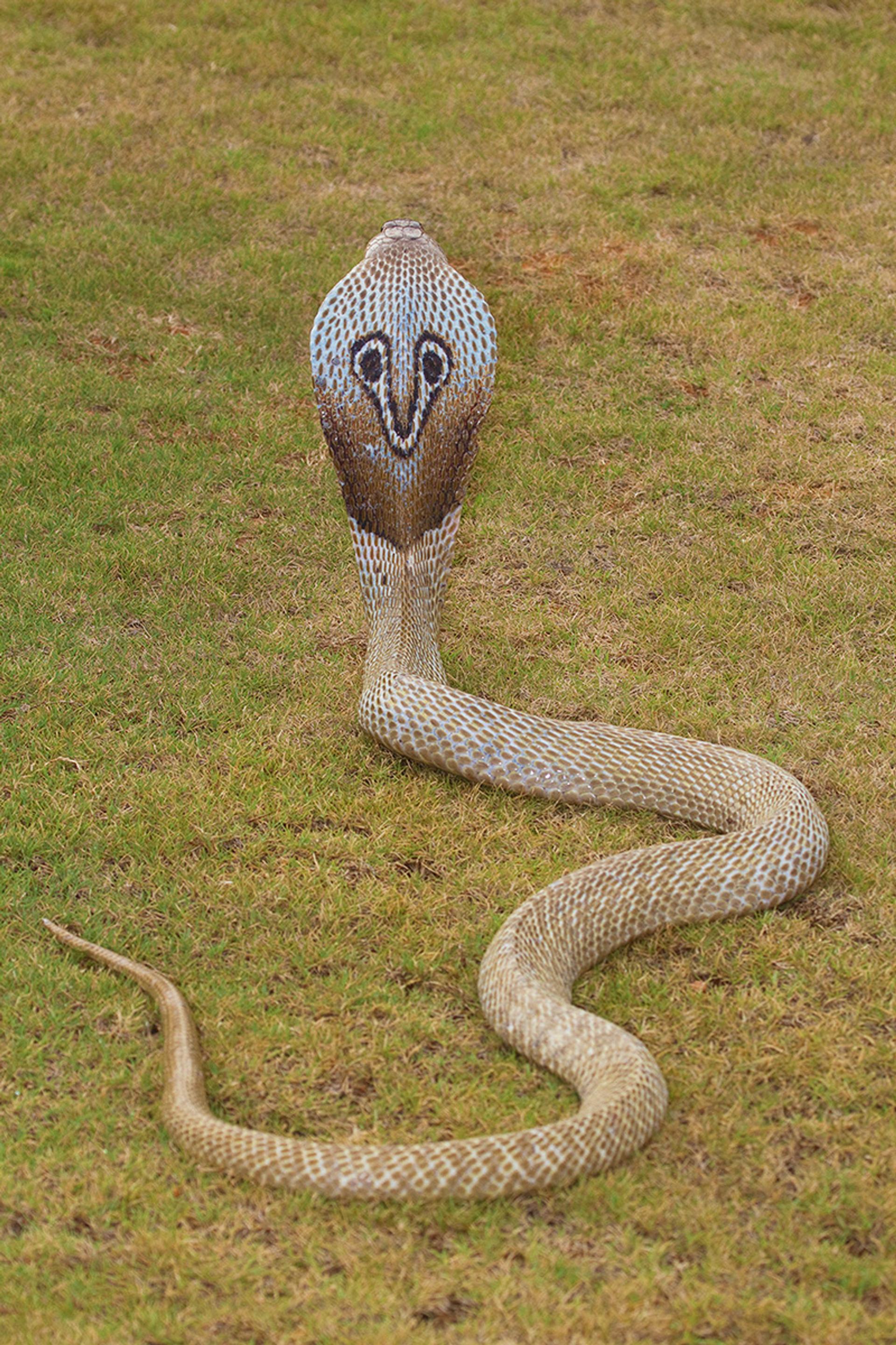 How communication between predator and prey shapes evolution | Aeon Essays