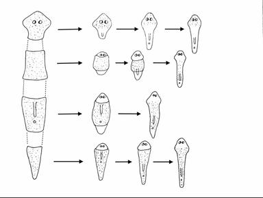 How memories persist where bodies, and even brains, do not | Aeon Essays