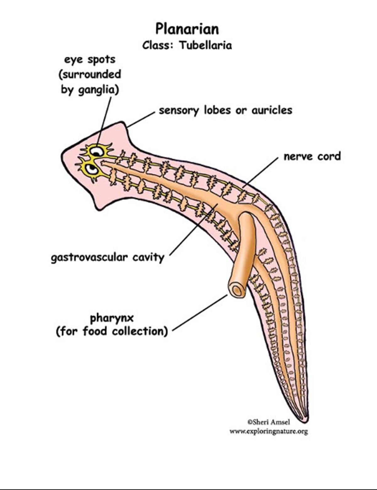 How memories persist where bodies, and even brains, do not | Aeon Essays