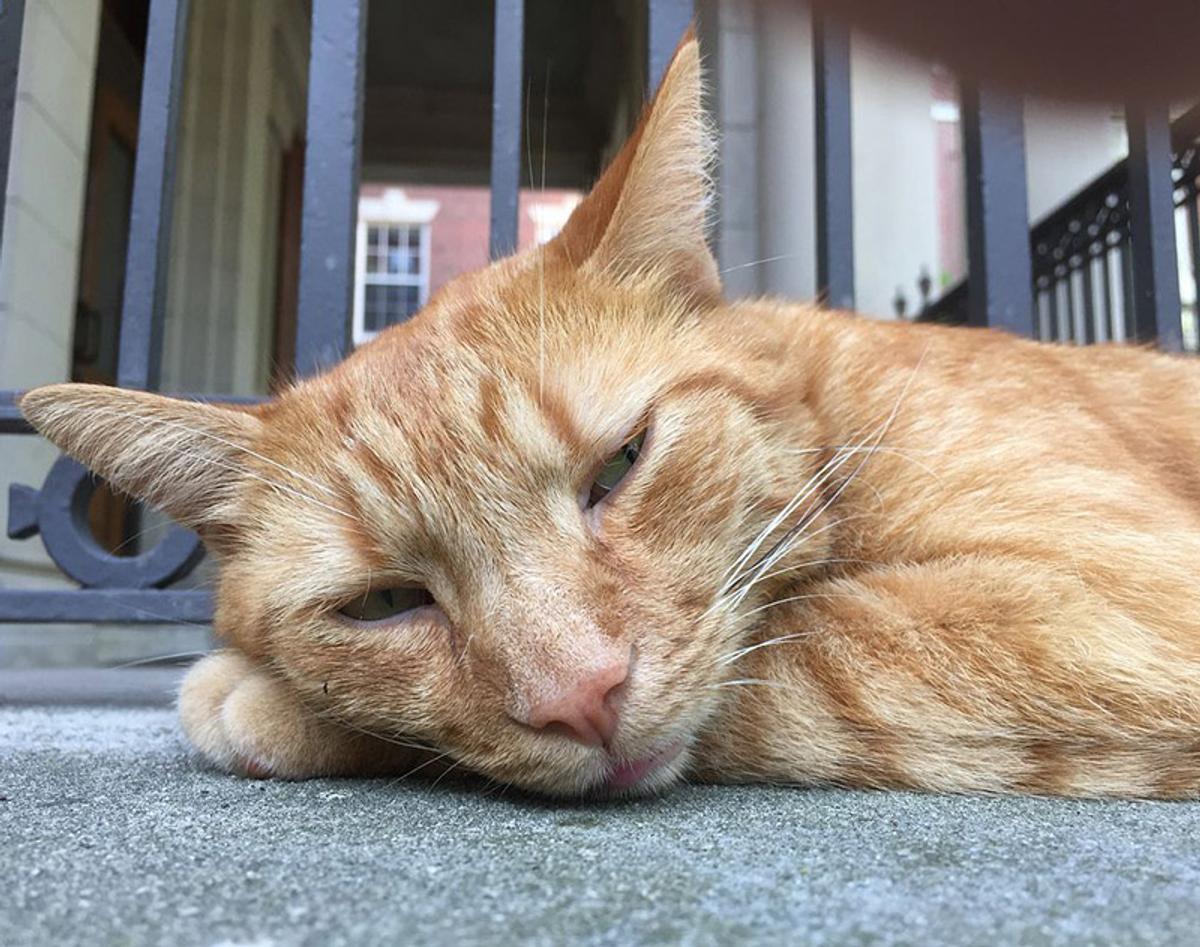 Our innate ideas prevent us seeing what is innate in human nature ...