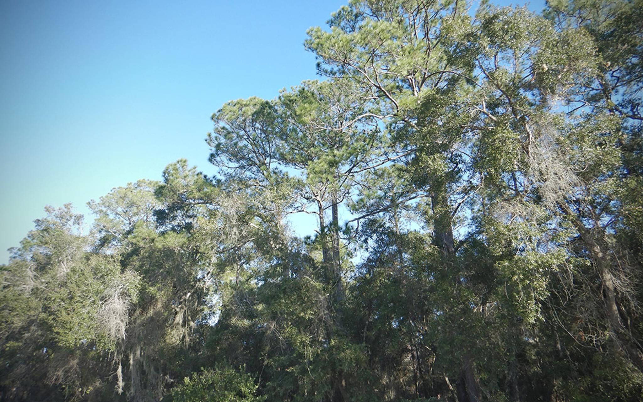 The tradeoffs of savanna restoration in a tree-crazed world | Aeon Essays