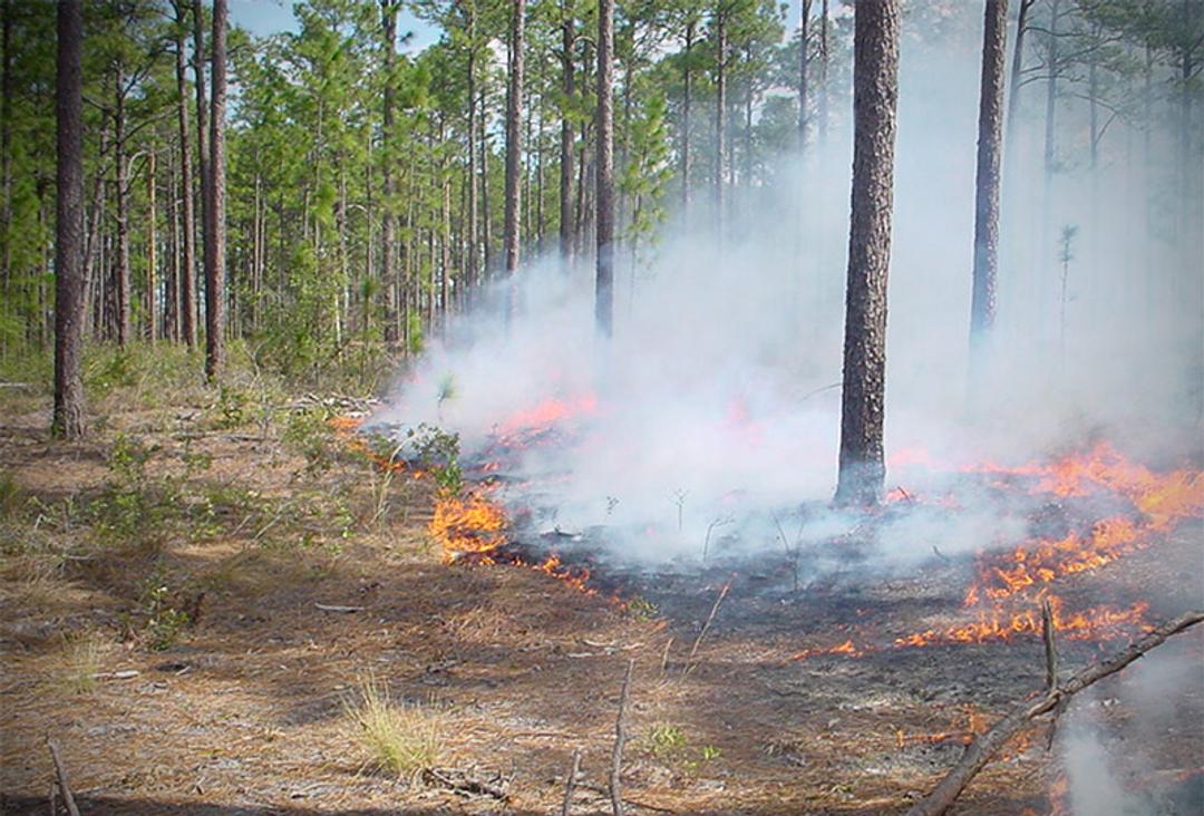 The tradeoffs of savanna restoration in a tree-crazed world | Aeon Essays