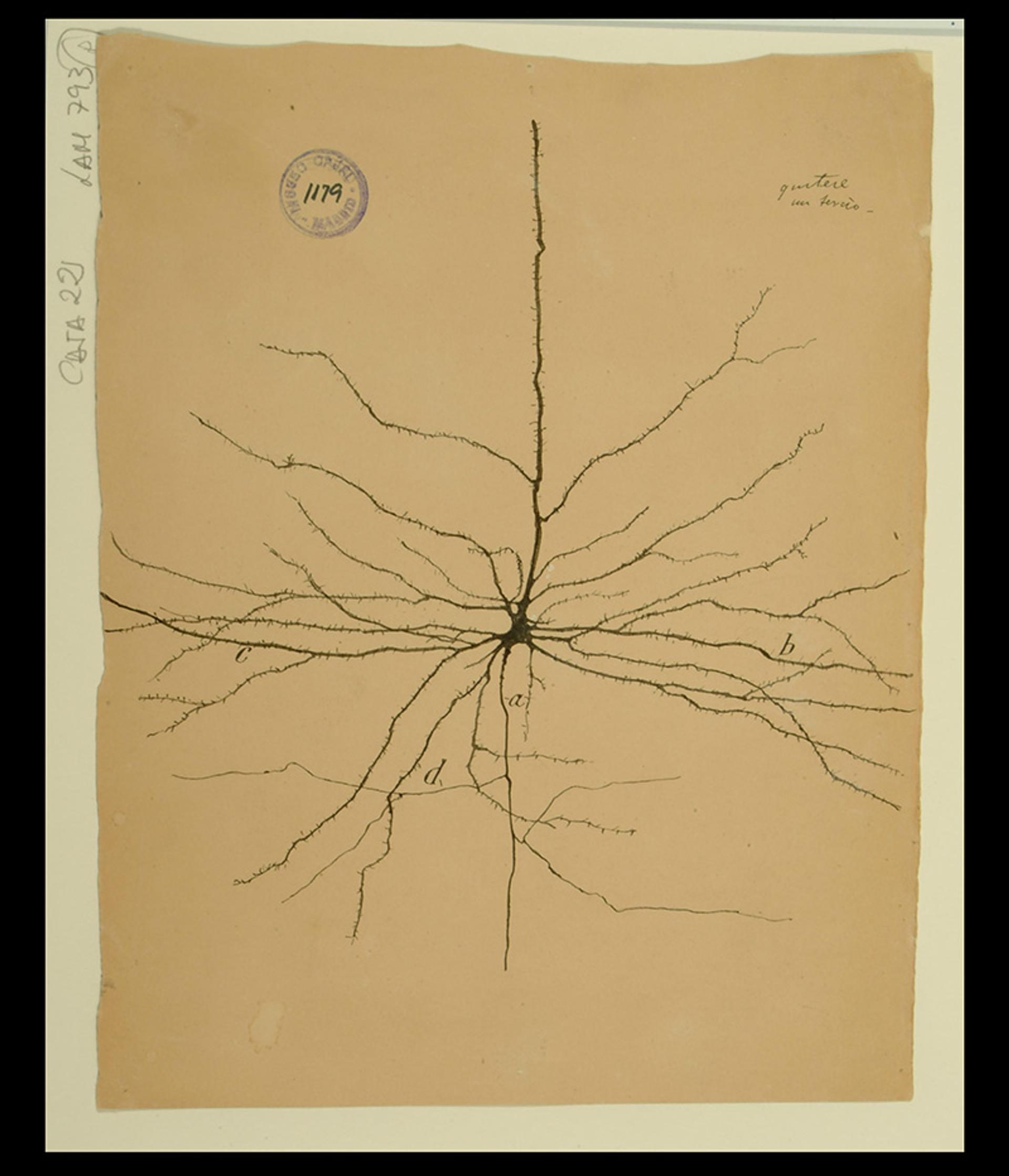 The sensual artistry we first used to visualise our cells and tissues ...