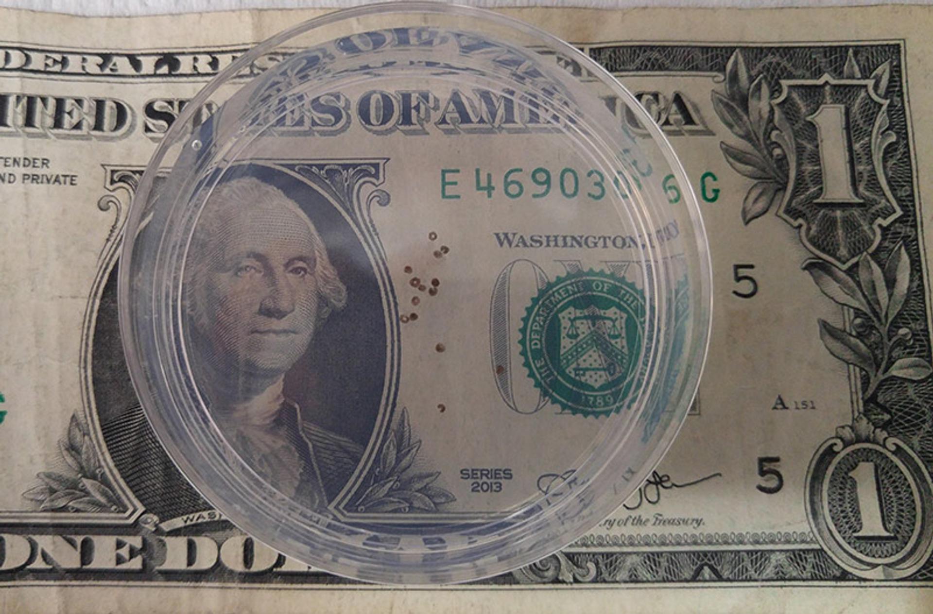 How xenobots reshape our understanding of genetics | Aeon Essays