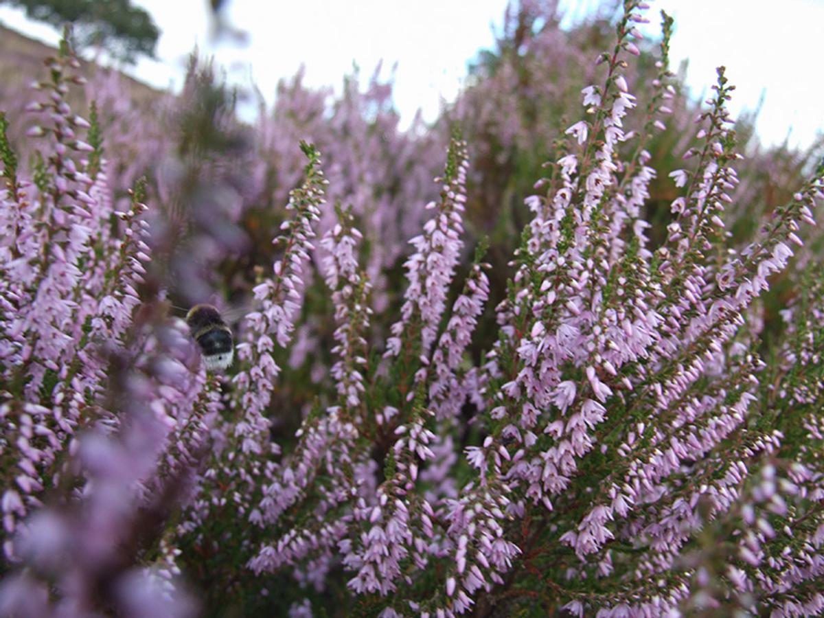 How one modest shrub entrapped humans in its service | Aeon Essays