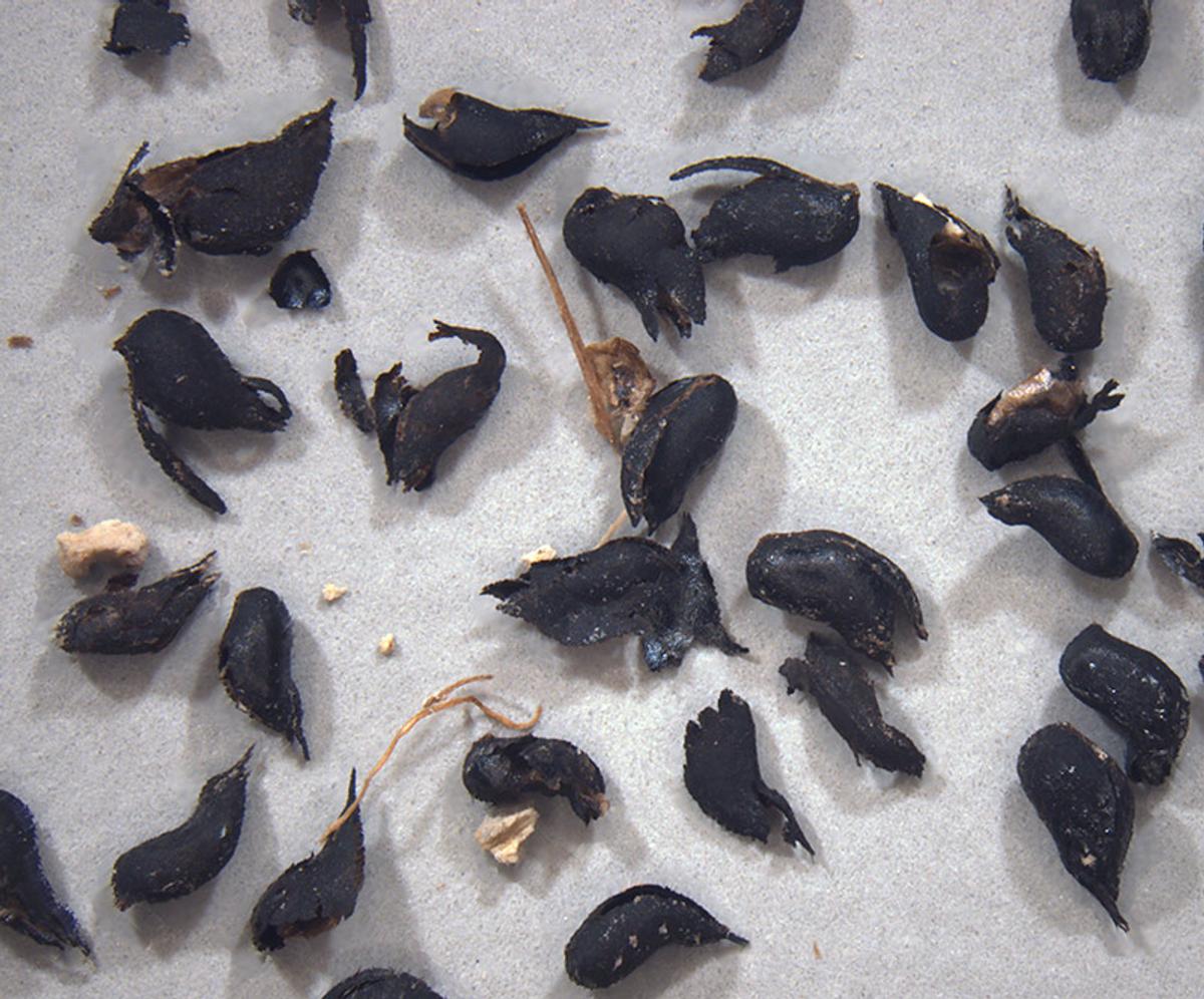 The First Americans – a story of wonderful, uncertain science | Aeon Essays