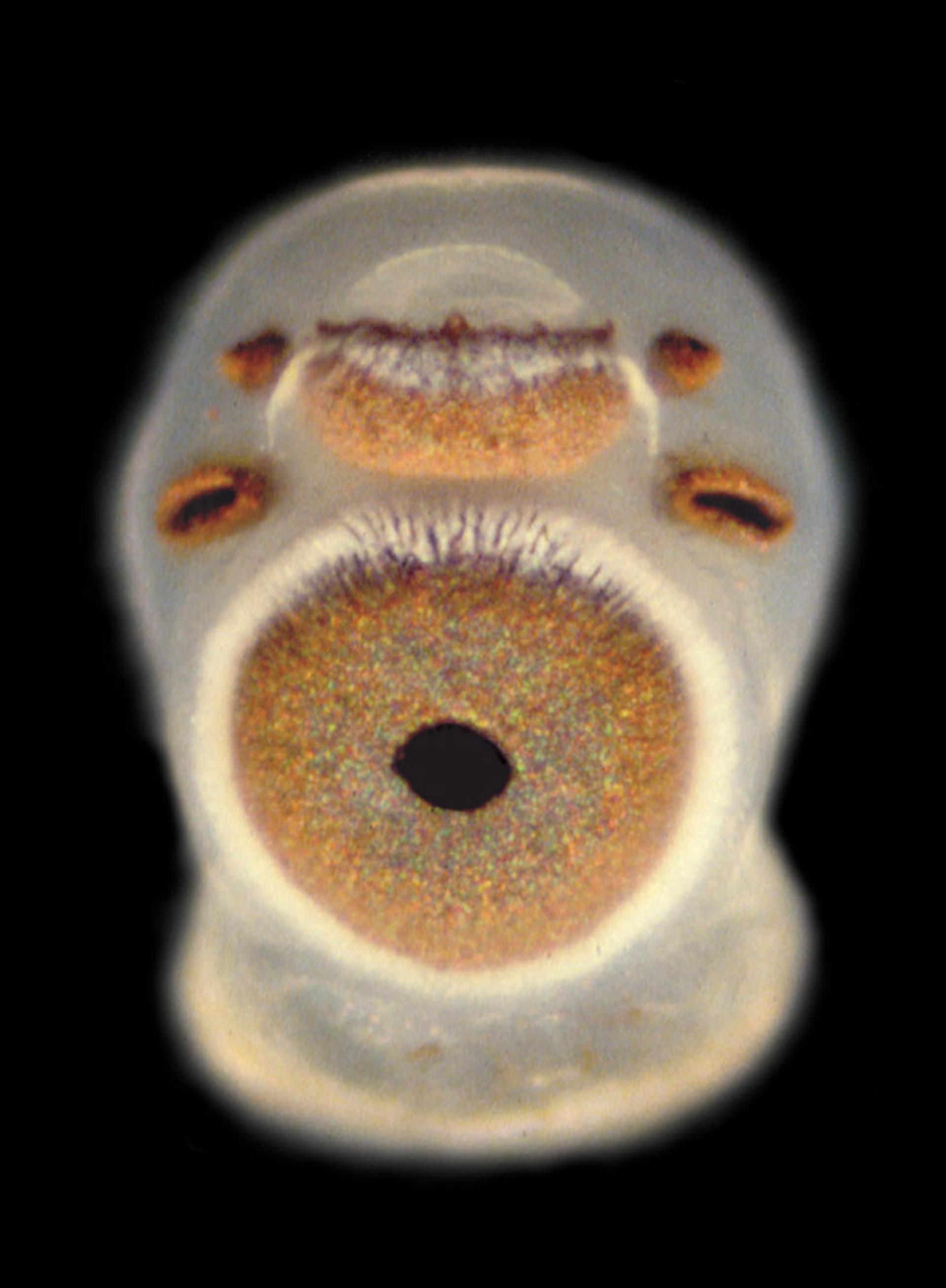 To understand AI sentience, first understand it in animals | Aeon Essays