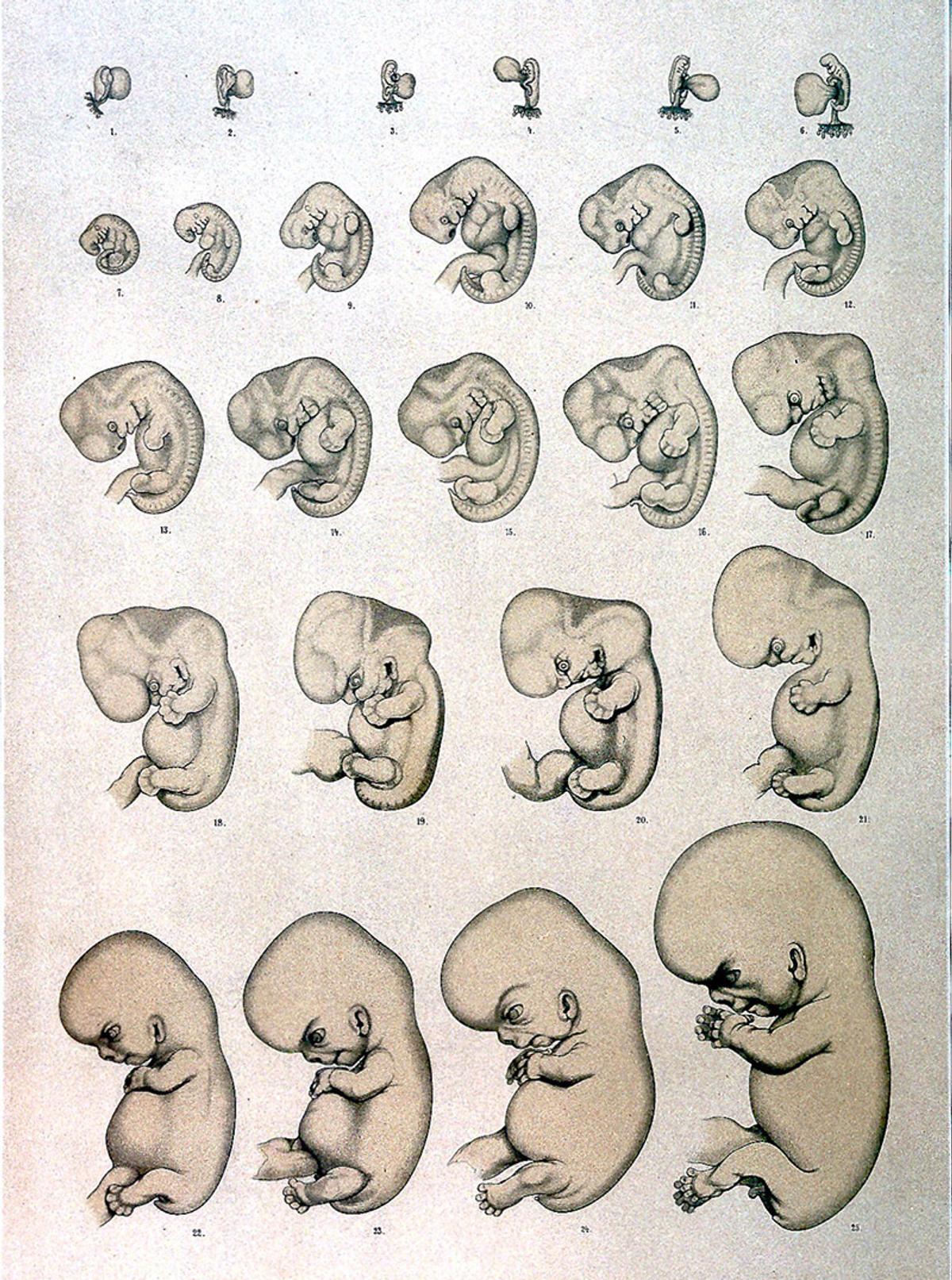 After 3,000 years of science, the embryo is very different | Aeon Essays