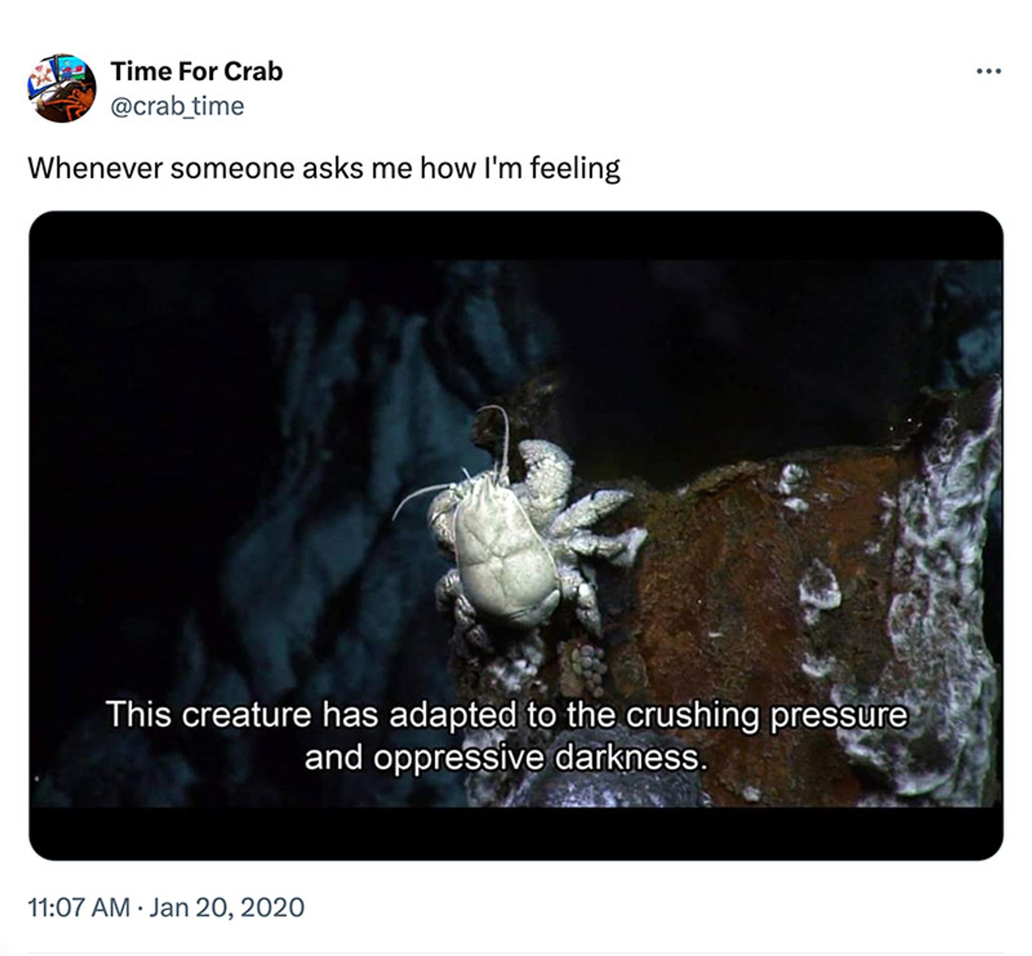 Are humans destined to evolve into crabs? | Aeon Essays