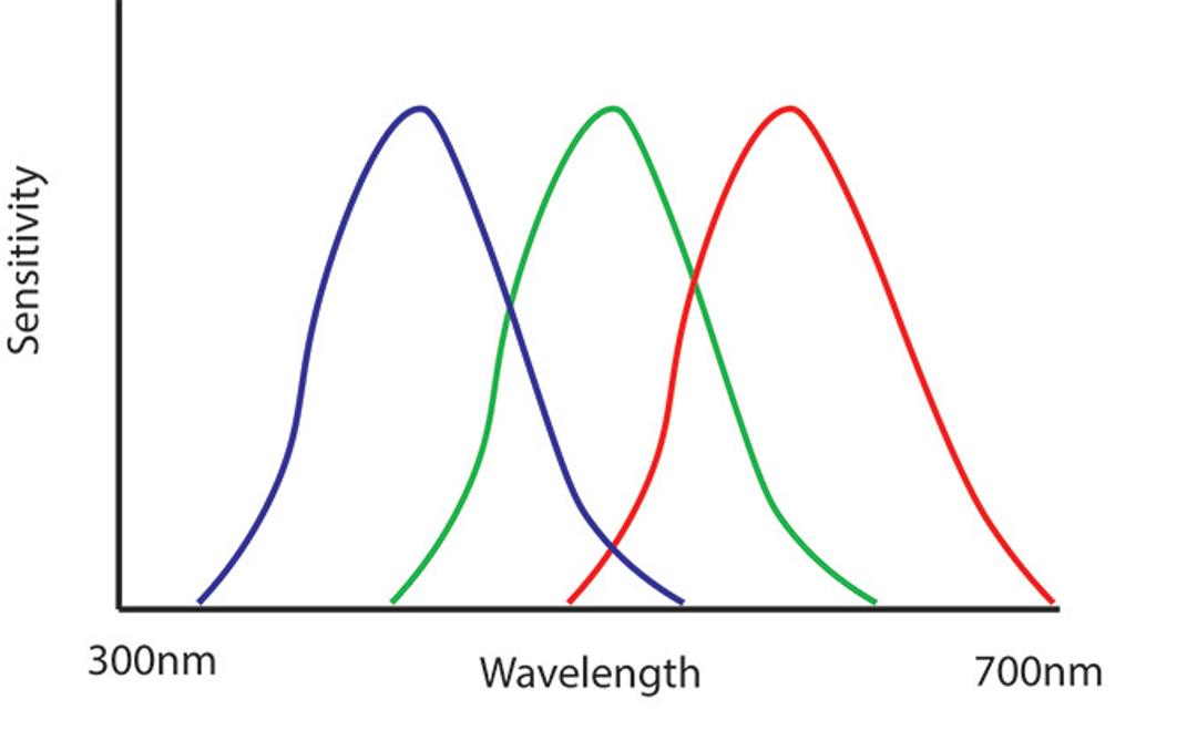 The red and green specialists: why human colour vision is so odd | Aeon ...