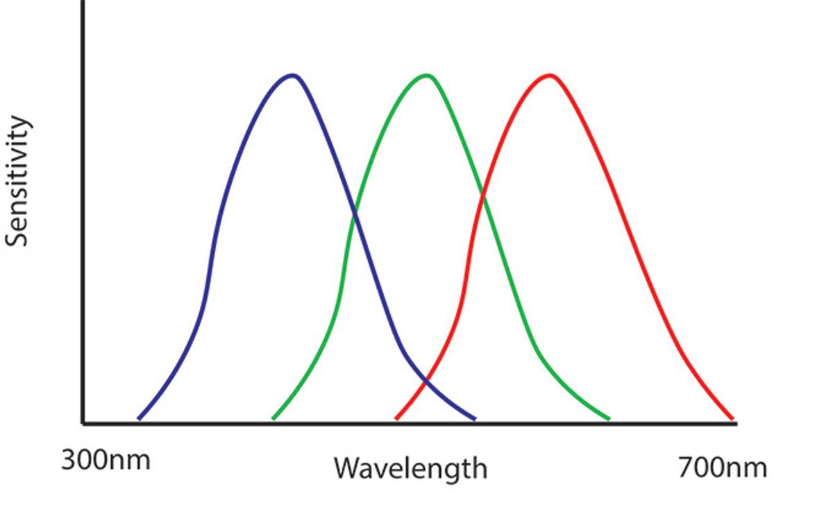 The red and green specialists: why human colour vision is so odd | Aeon ...