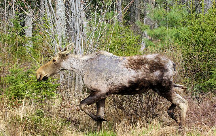 How Lyme disease became the first epidemic of climate change | Aeon Essays