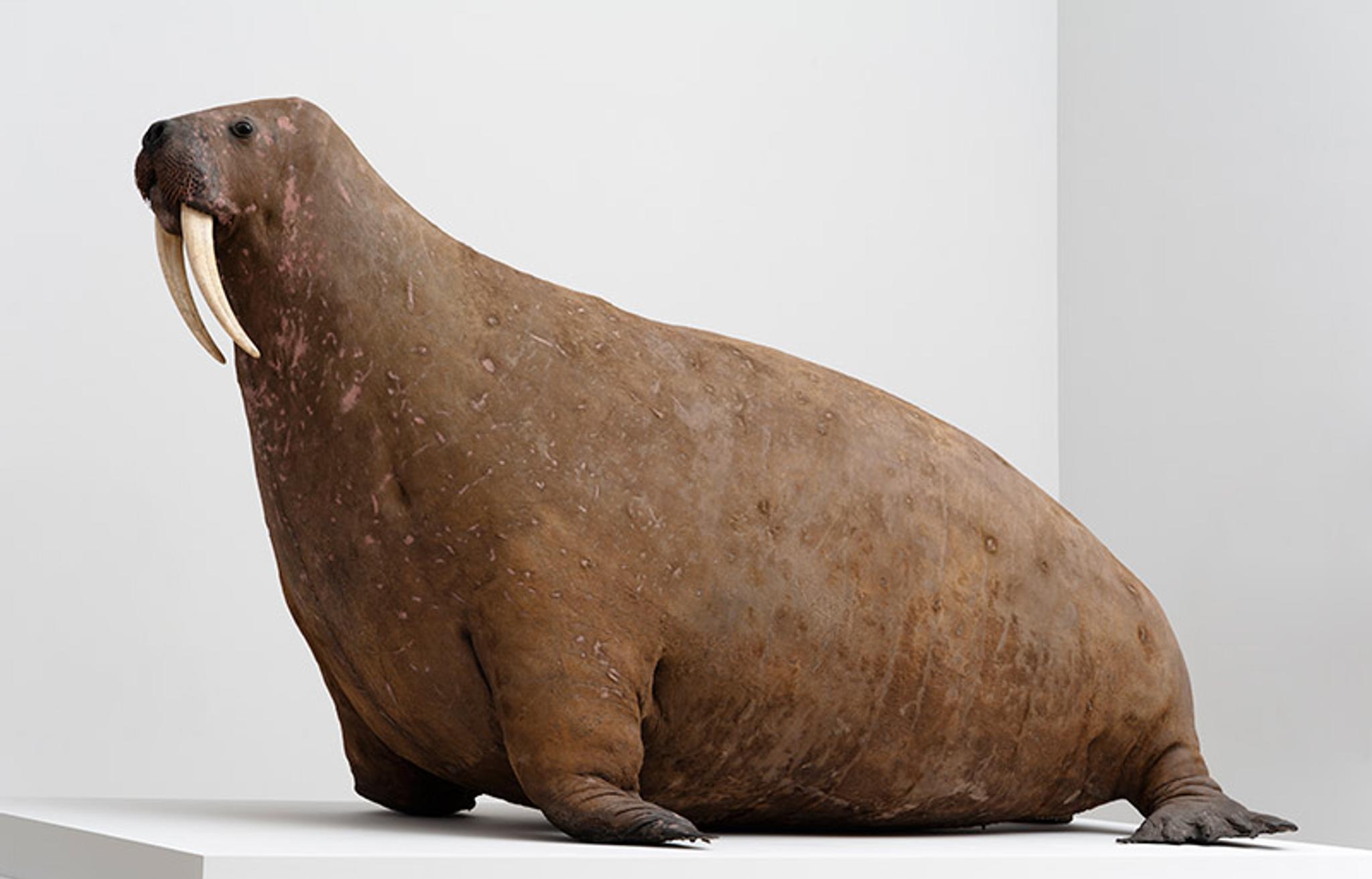 There be monsters: from cabinets of curiosity to demons within | Aeon ...